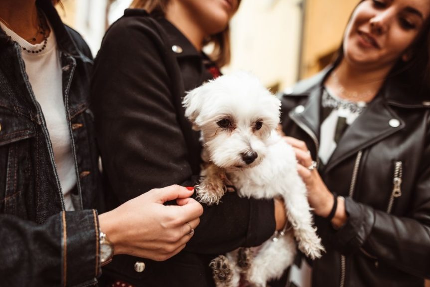 Adopting a Dog in Italy - Here's what you need to know - Life in Italy