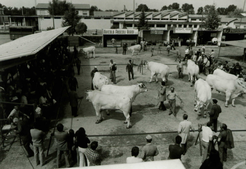 AgriUmbria: Italy's largest livestock show - Life in Italy