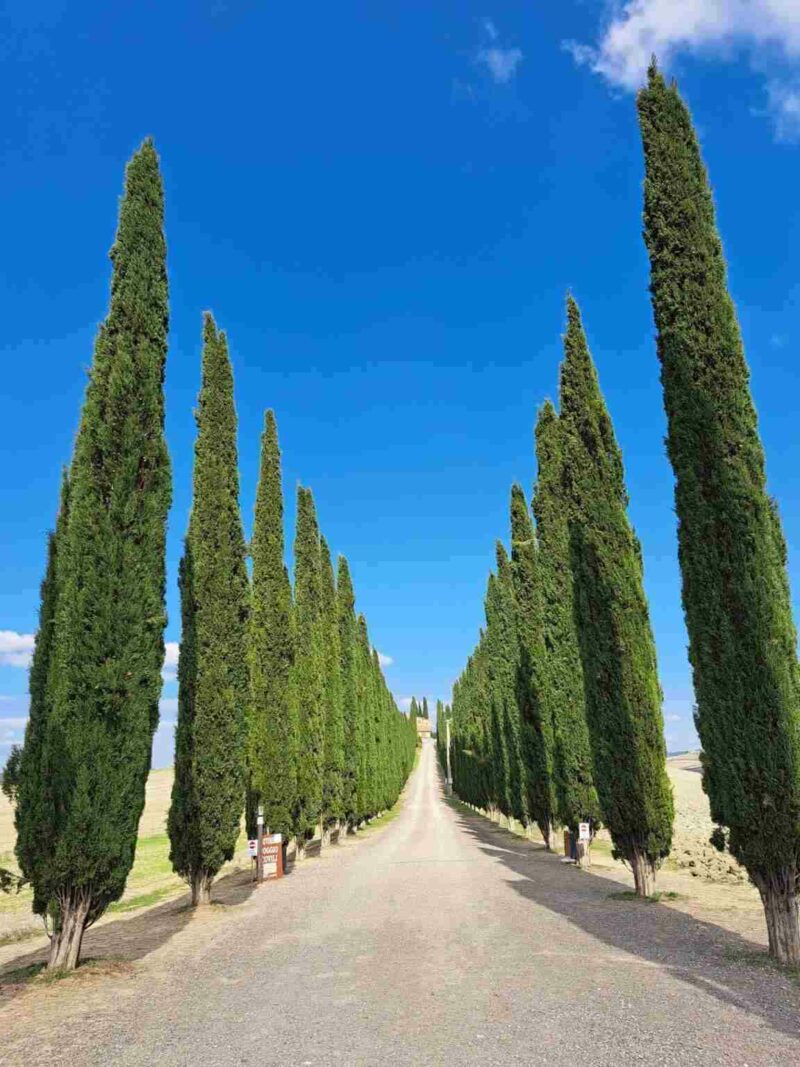 Tuscany: Where vineyards and cypress trees paint a picture-perfect ...