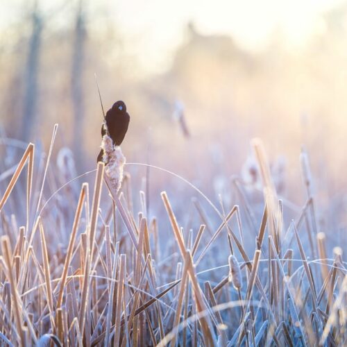 The Legend of the Blackbird: Legacy in Italy's Last Three Days of ...