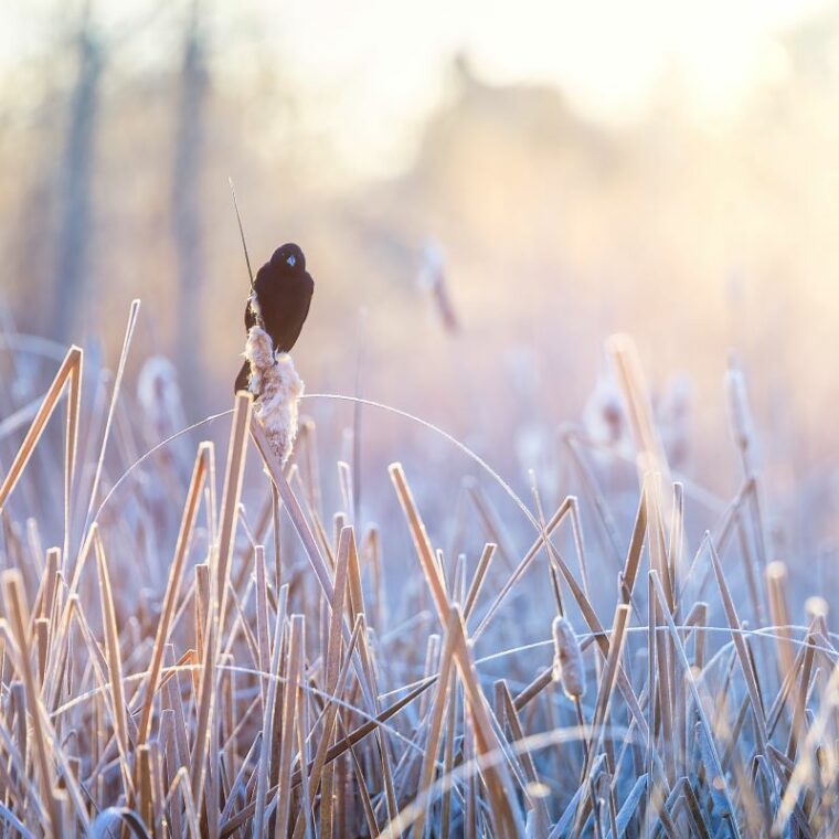 The Legend of the Blackbird: Legacy in Italy's Last Three Days of ...